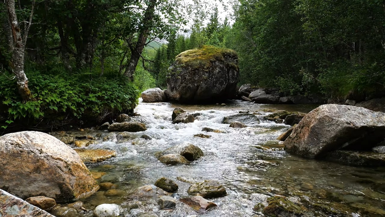 Calm stream in the mountains - Nature Sounds TV