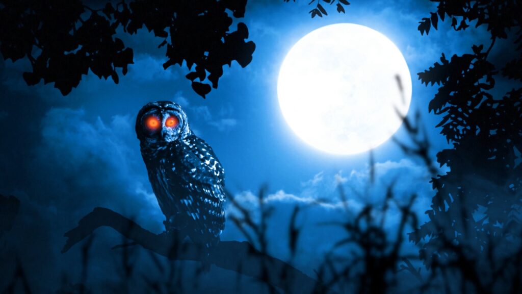 Owls hooting at night. 8 hours of owl sounds