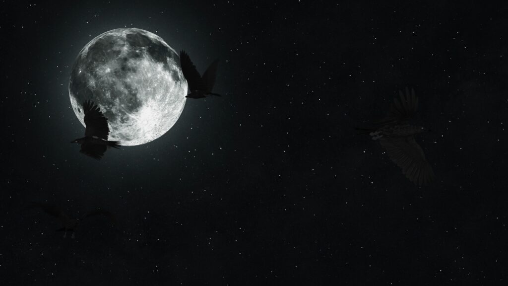 Calming sounds of birds singing in the winter landscape